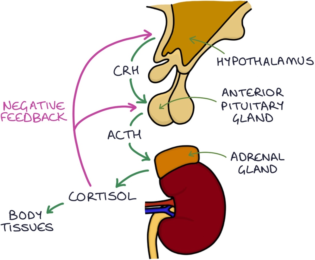 Cortisol and the Adrenal Axis – Zero To Finals