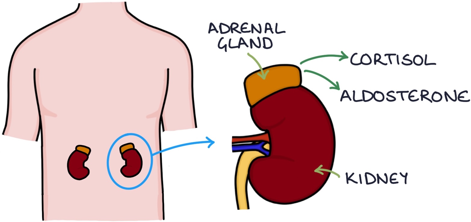 Cortisol and the Adrenal Axis – Zero To Finals