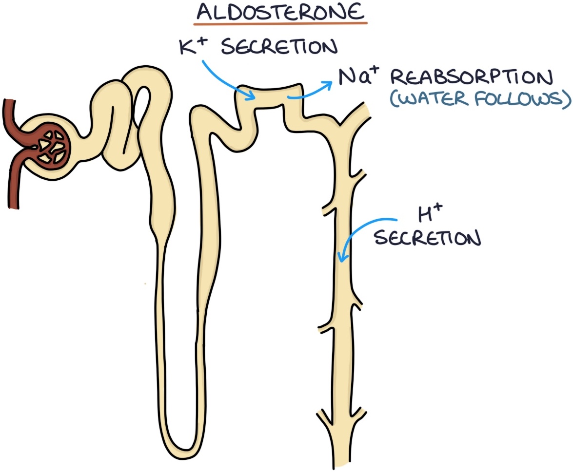Renin-Angiotensin-Aldosterone System – Zero To Finals