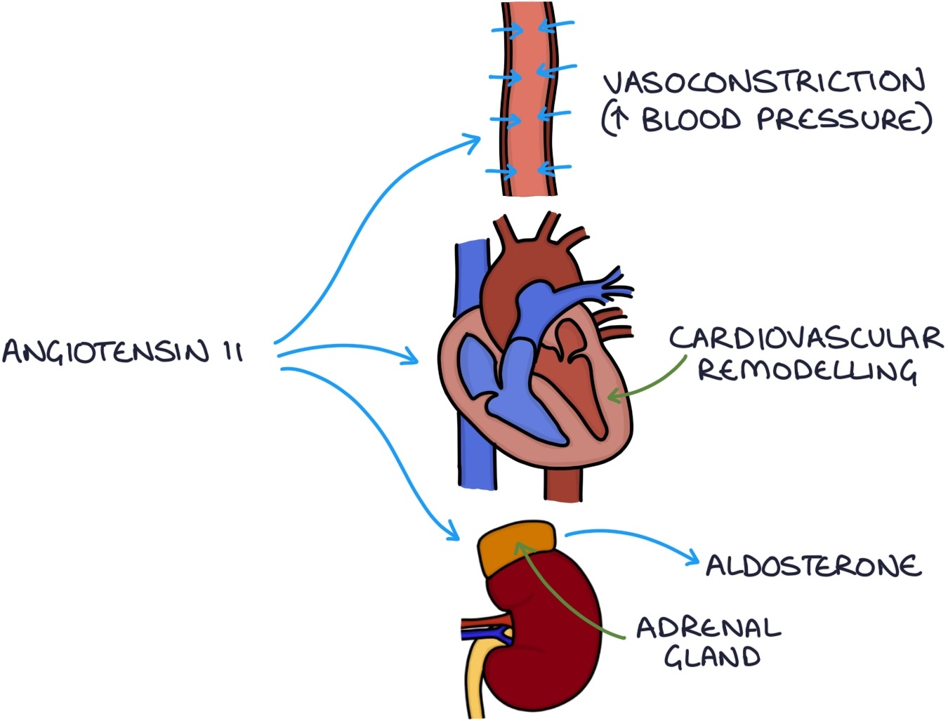 Renin-Angiotensin-Aldosterone System – Zero To Finals