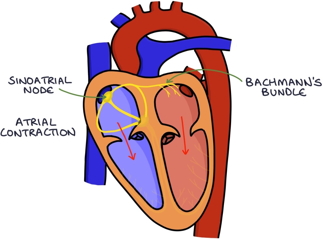 ECG Basics and Sinus Rhythm – Zero To Finals