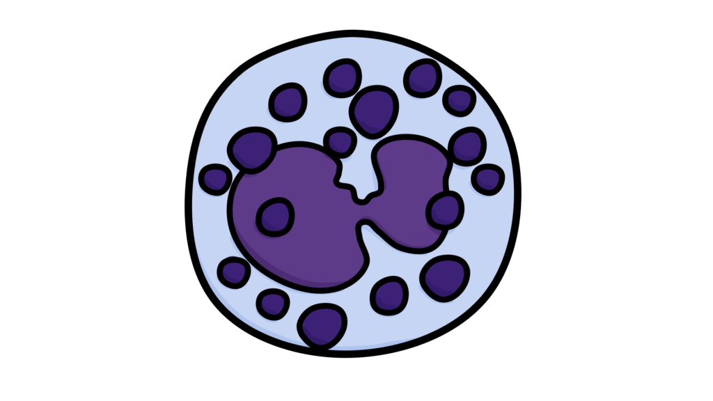 Cells of the Immune System – Zero To Finals