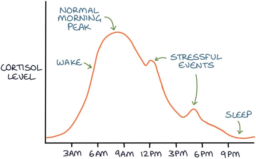 Cortisol and the Adrenal Axis – Zero To Finals
