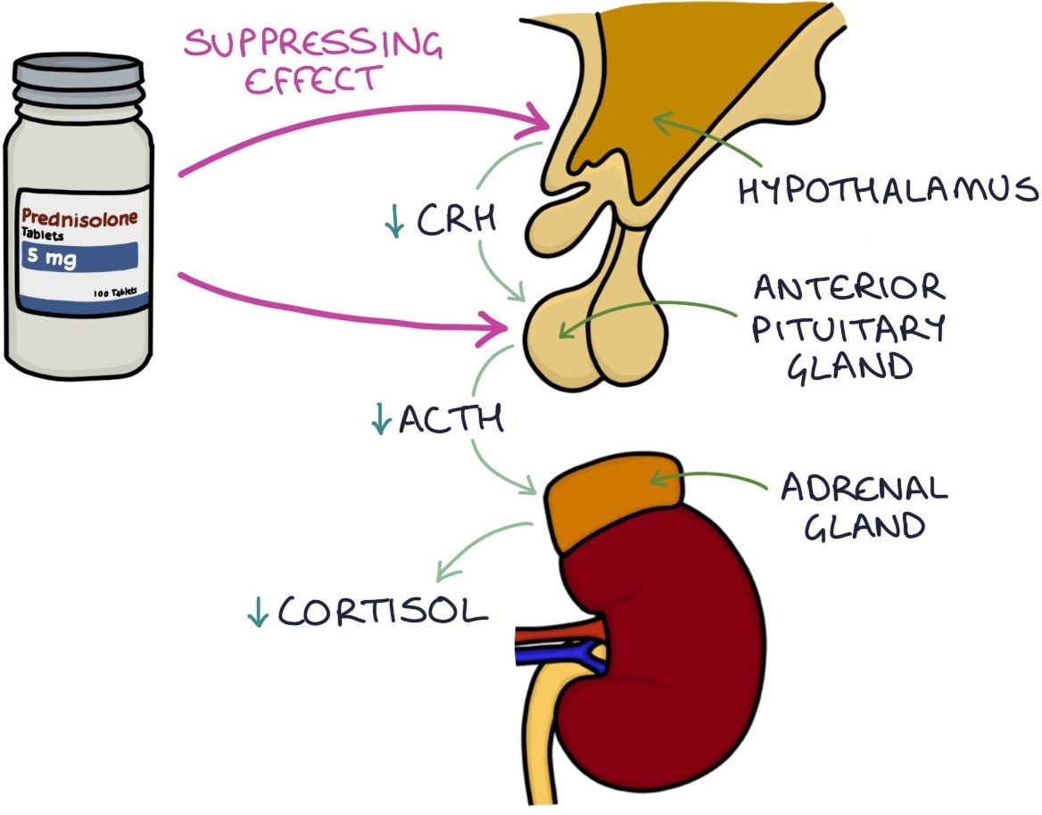Cortisol and the Adrenal Axis – Zero To Finals