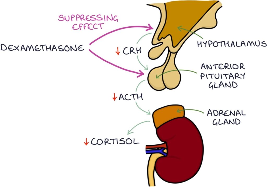 Cortisol and the Adrenal Axis – Zero To Finals