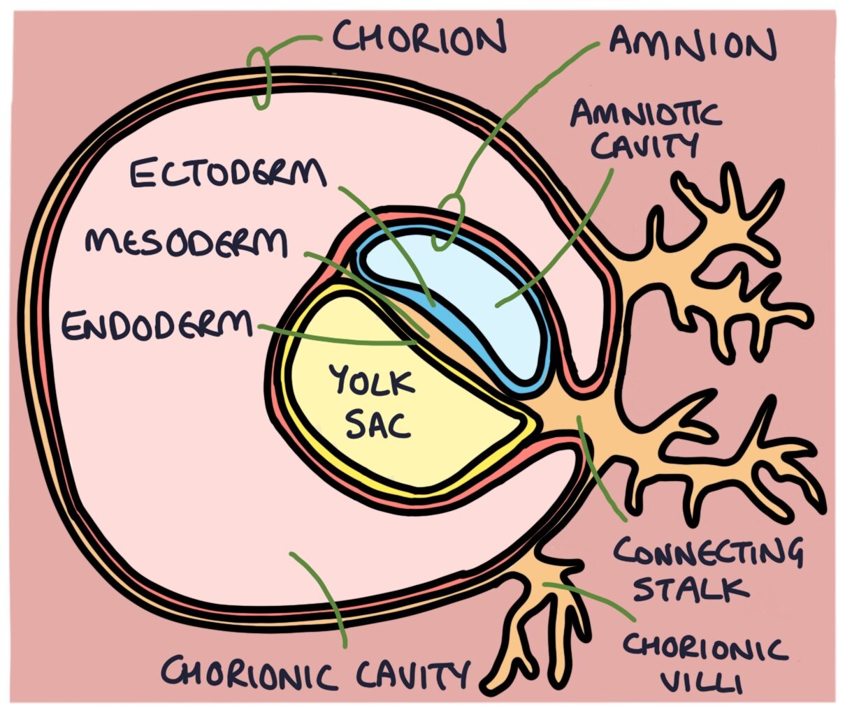 Development of the Embryo – Zero To Finals