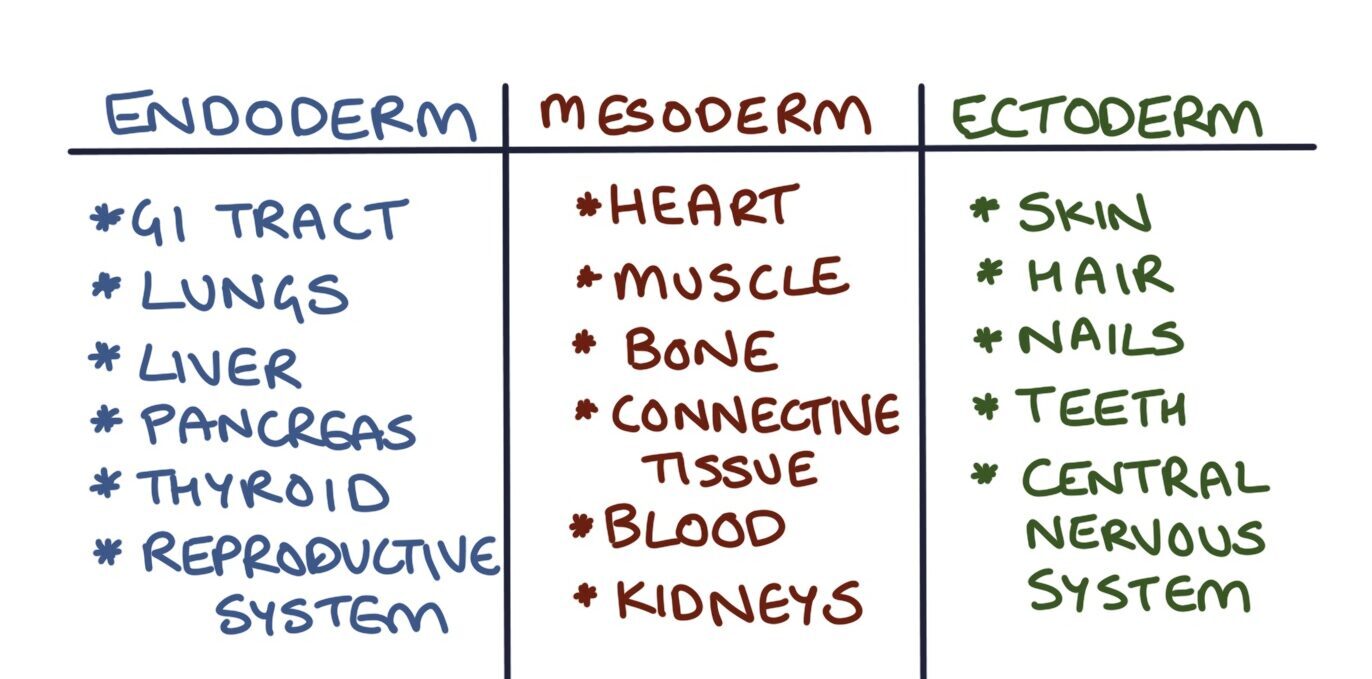 Development of the Embryo – Zero To Finals