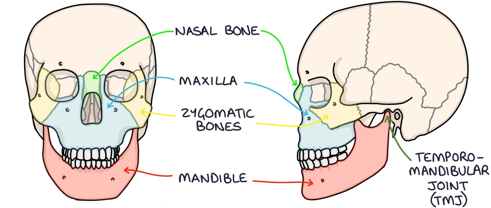 Skeleton – Zero To Finals