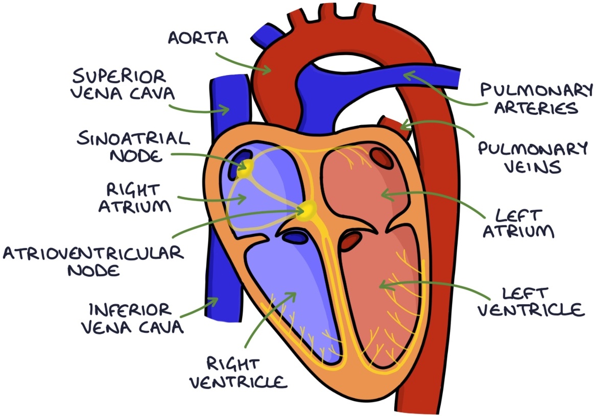 Atrial Fibrillation – Zero To Finals