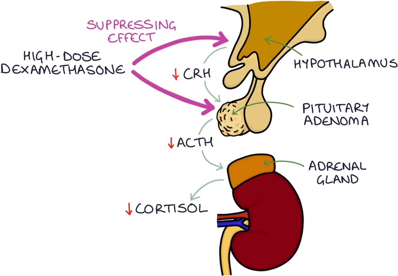 Cortisol and the Adrenal Axis – Zero To Finals