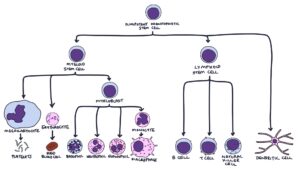 Components of Blood – Zero To Finals