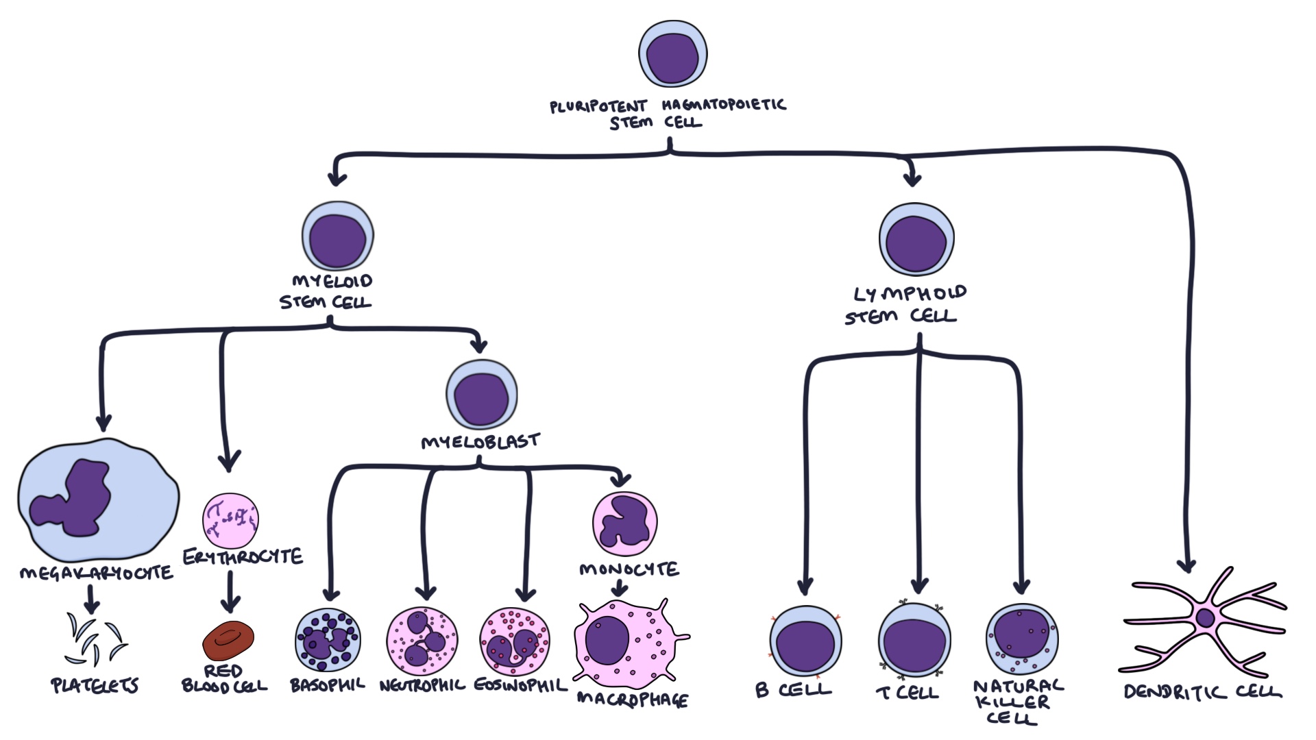 Components of Blood – Zero To Finals