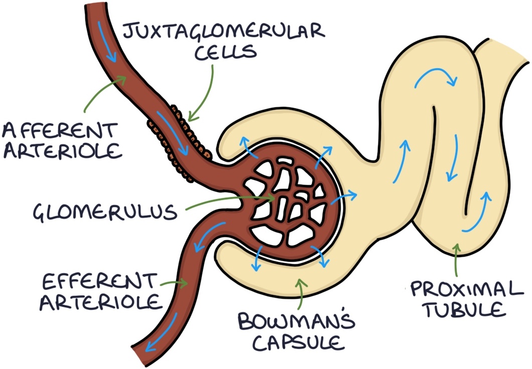 Renin-Angiotensin-Aldosterone System – Zero To Finals