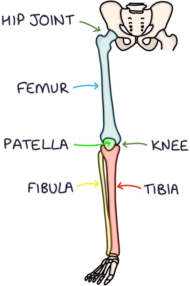Skeleton – Zero To Finals