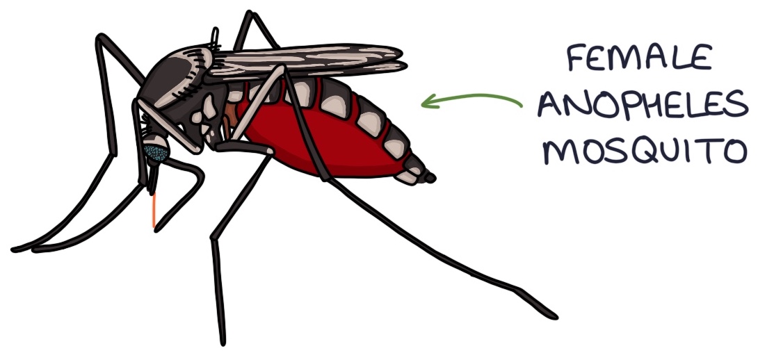 Malaria – Zero To Finals