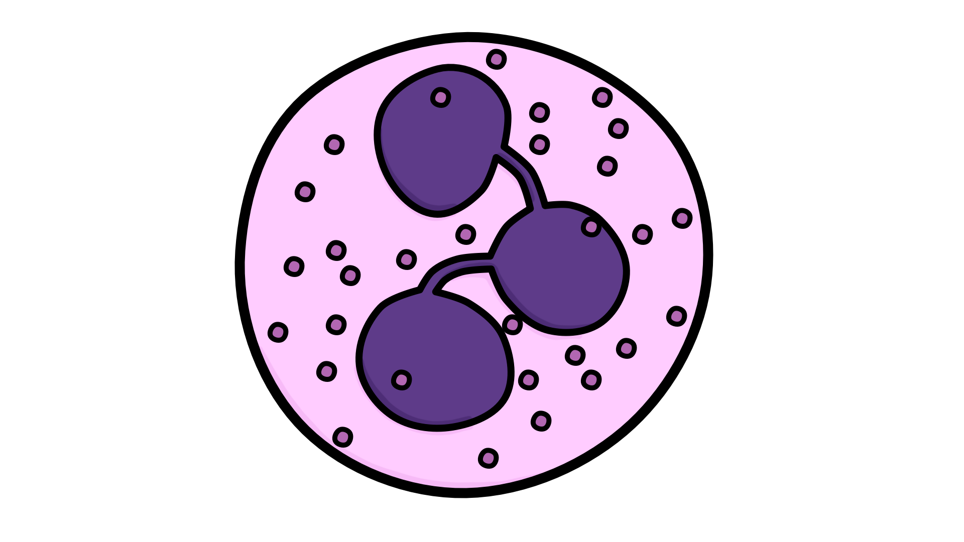 Cells of the Immune System – Zero To Finals