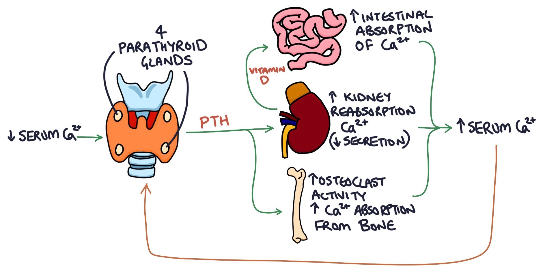 Hyperparathyroidism – Zero To Finals