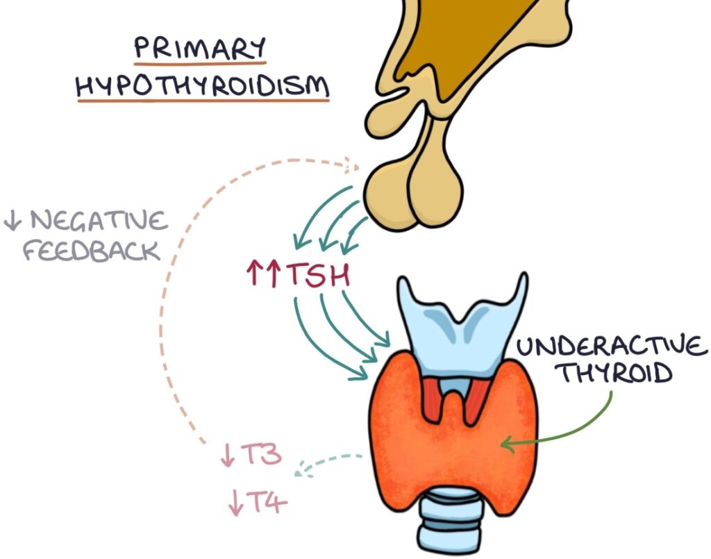 Thyroid Hormones – Zero To Finals
