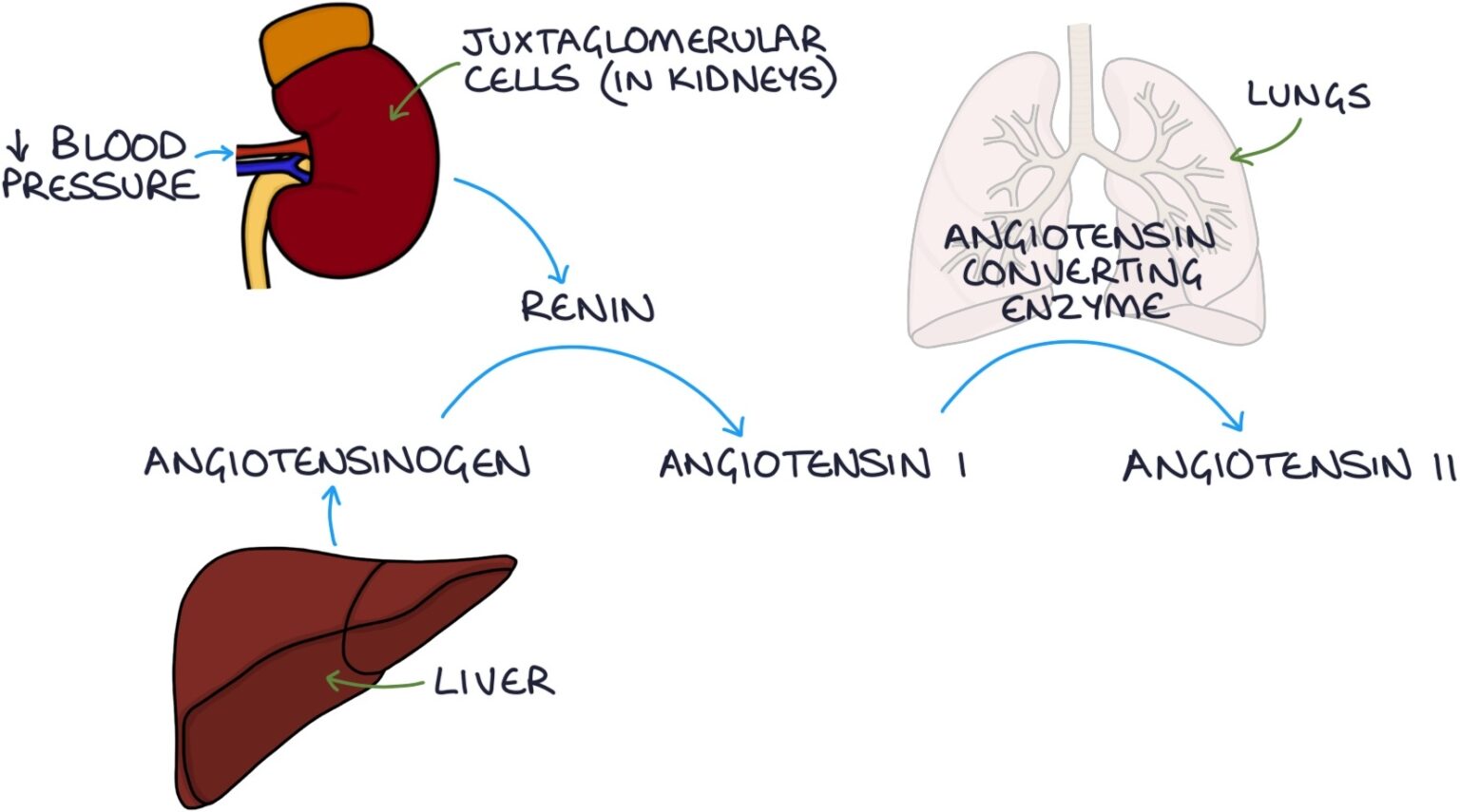 Renin-Angiotensin-Aldosterone System – Zero To Finals
