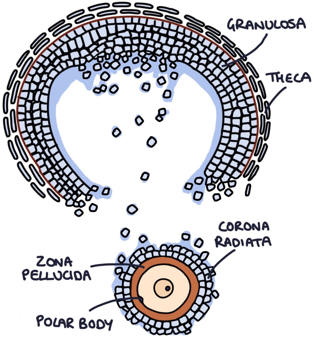 Ovulation, Conception and Implantation – Zero To Finals