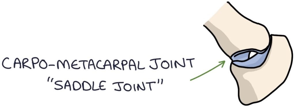 Osteoarthritis – Zero To Finals