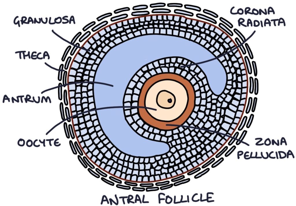 Ovulation, Conception and Implantation – Zero To Finals