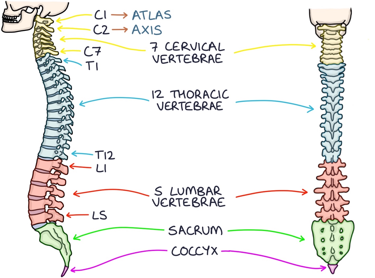 Skeleton – Zero To Finals