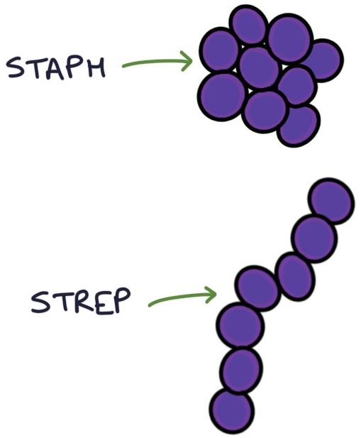 Skin and Soft Tissue Infections – Zero To Finals