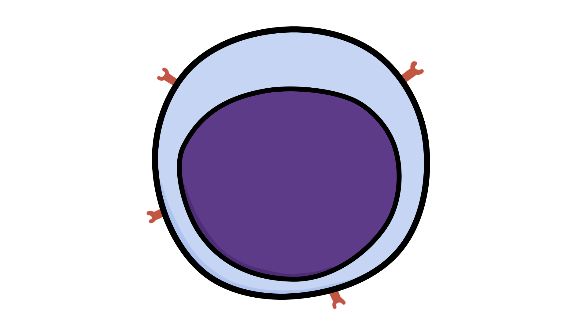 Cells of the Immune System – Zero To Finals