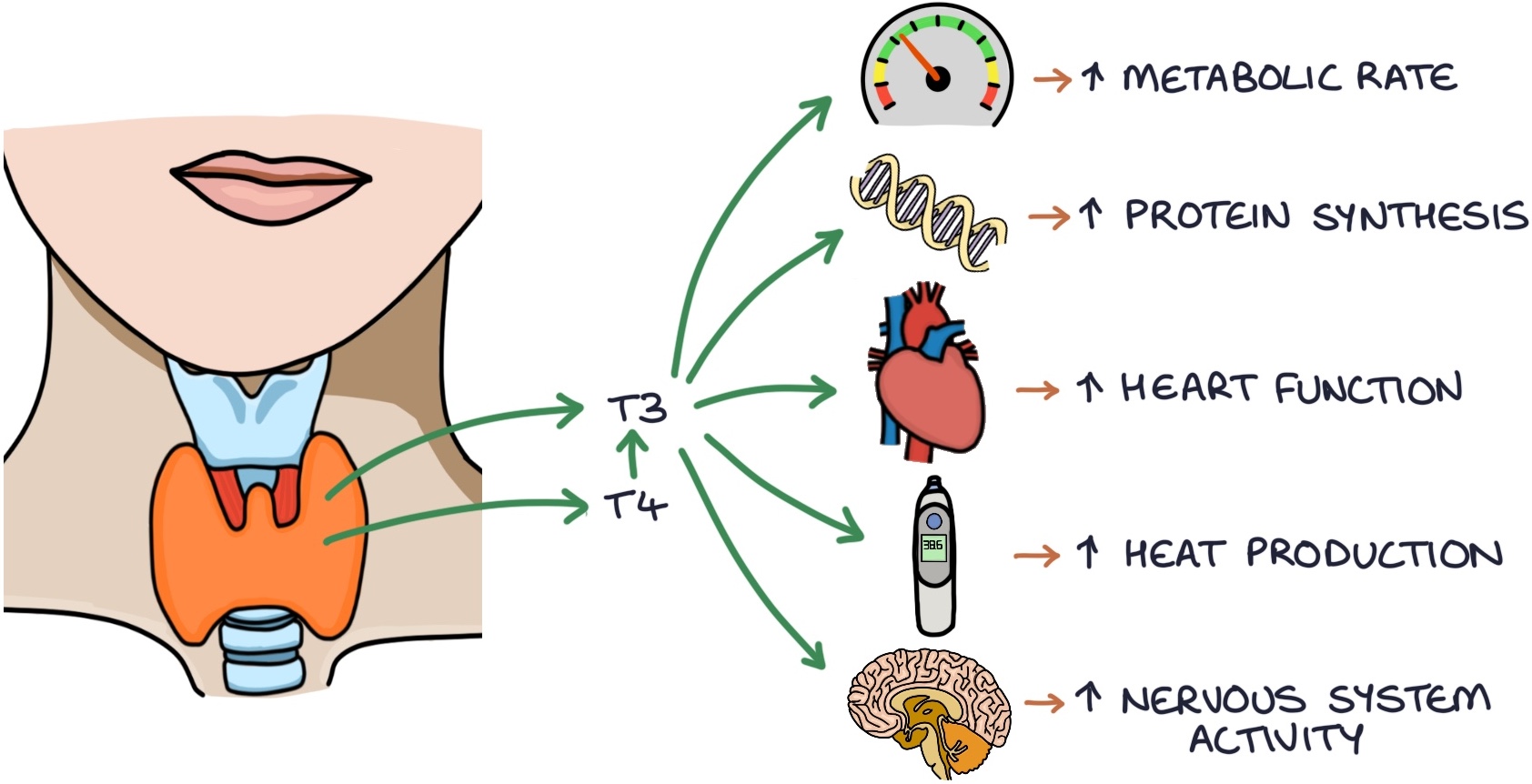 Thyroid Hormones – Zero To Finals