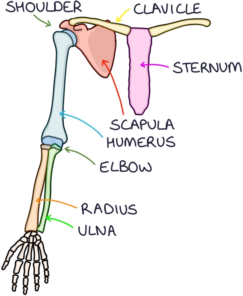 Skeleton – Zero To Finals