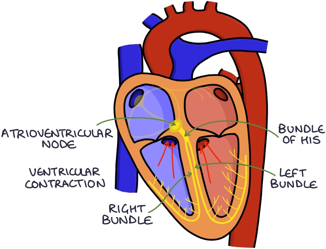 ECG Basics and Sinus Rhythm – Zero To Finals